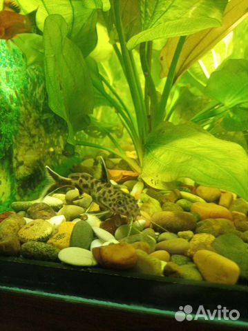 Сомик кукушка