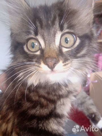 Кошечка в добрые руки