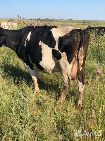 Быки на мясо живым весом и дойнайа корова