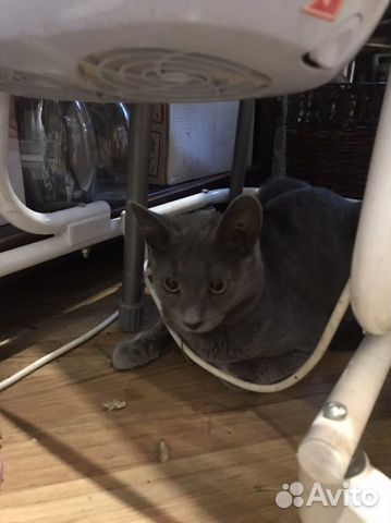 Кошечка 1год