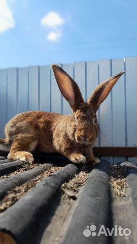 Кролики великаны