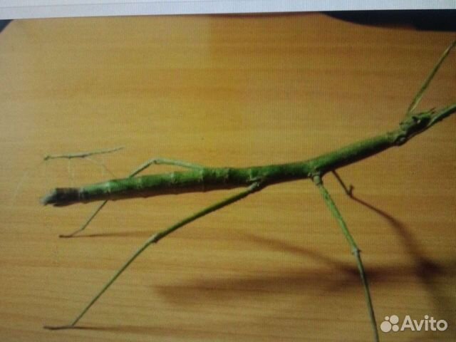 Палочники аннамские