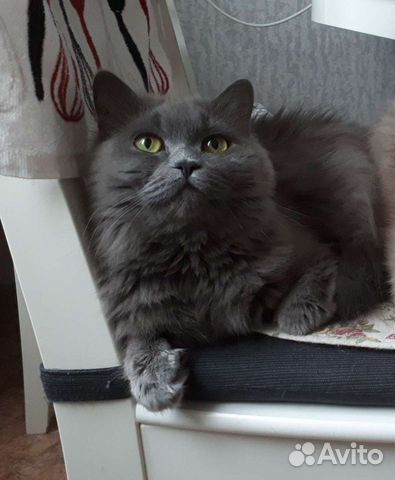 Кошка в добрые руки