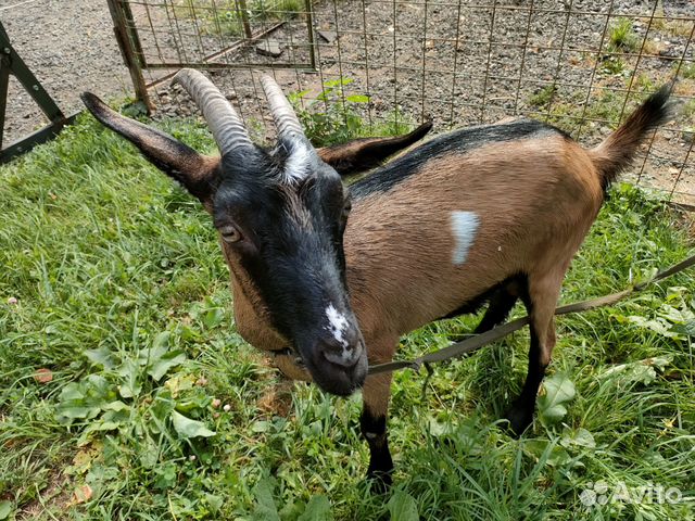 Коза Альпийская 1,5 года