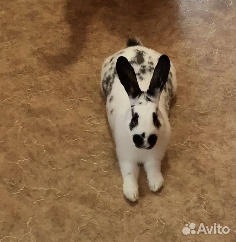 Кролик В добрые руки