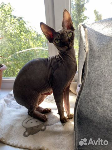 Сфинкс в добрые руки