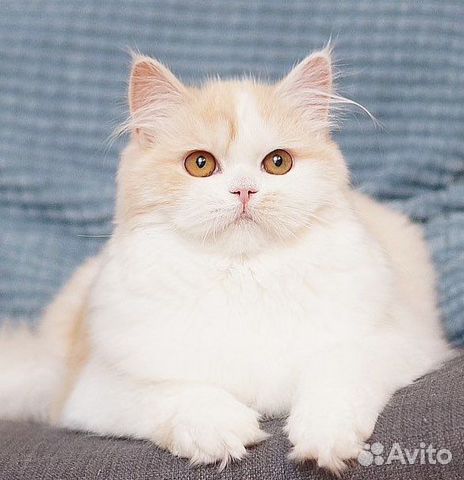 Шотландская девочка