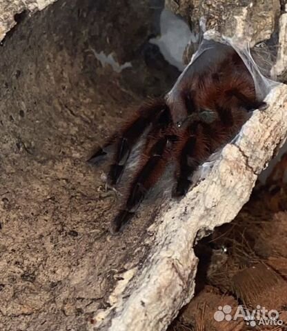 Паук птицеед avicularia versicolor