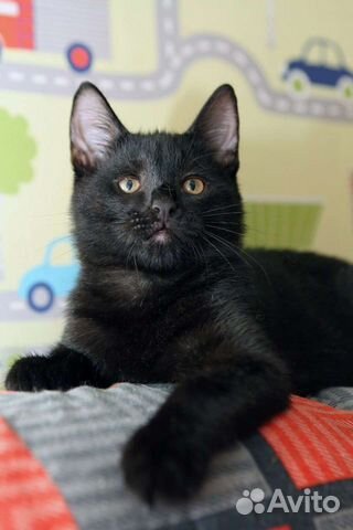 Котенок мальчик 3,5 мес