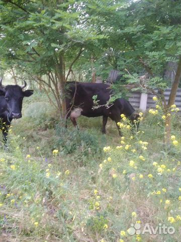 Корова хорошая дойная