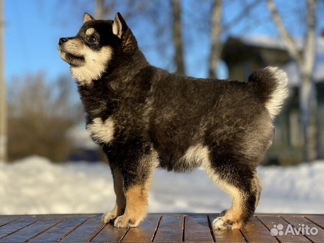 Сиба ину щенки