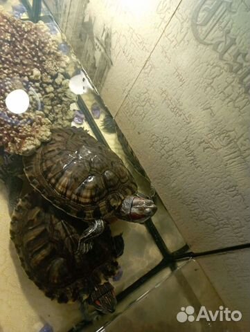 Красноухая черепаха с аквариумом