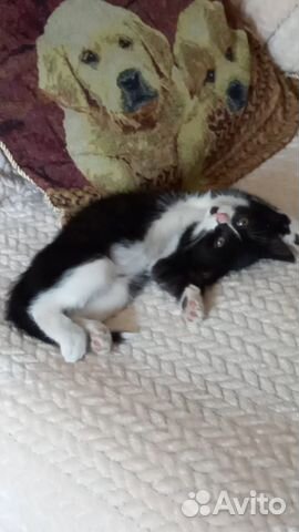 Отдам котенка в добрые руки