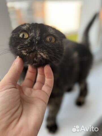 Кошка вислоухая ласковая черепашка 1 год