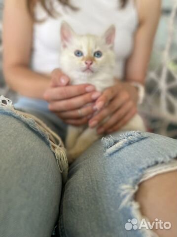 Милый котенок-беляш в добрые руки за шоколадку