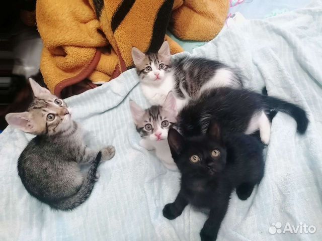 Котята в добрые руки