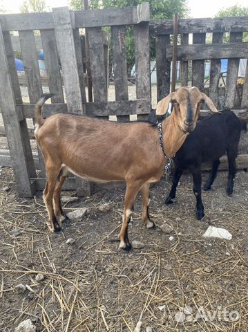 Коза нубийская