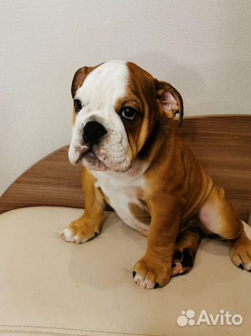 Щенок английского бульдога