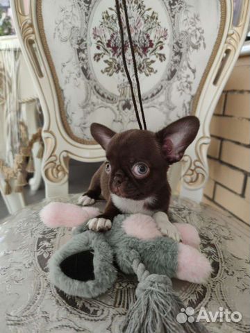 Щенок чихуа хуа красавчик