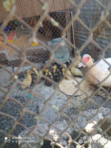 Утята с индоуткой (индоутята)