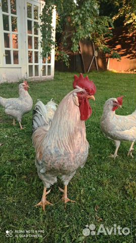 Инкубационное яйцо леггорн изабелла парцеляновая