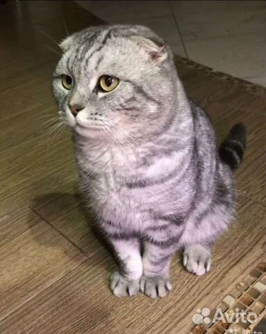 Шотландский кот веслоухий