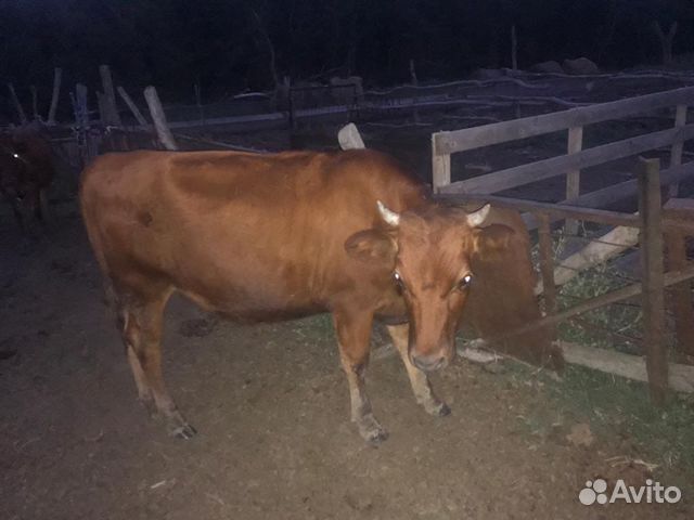 Коровы и телки