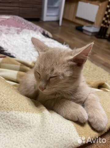 Котики бесплатно