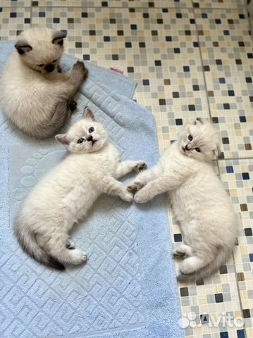 Шотландские вислоухие котята светлый окрас