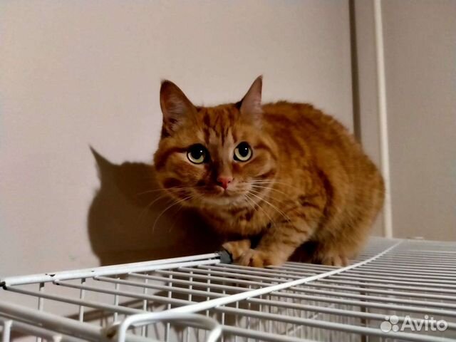 Кошка в дар