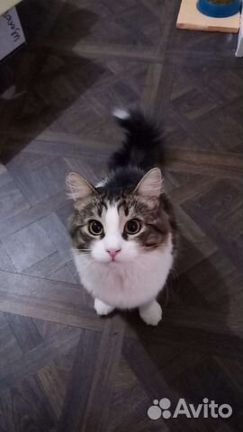 Кот в добрые руки