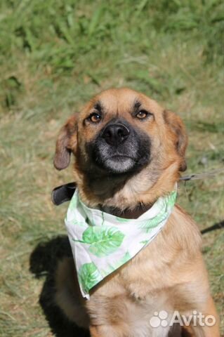 Приют не место для детей. Заберите Рио домой