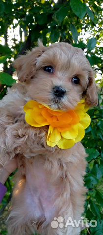 Принцесса мальтипу