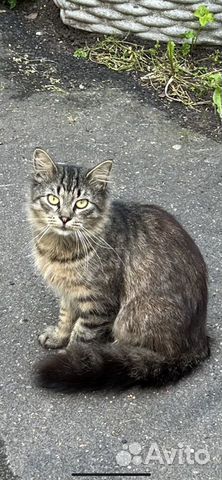 Кот - 11 месяцев