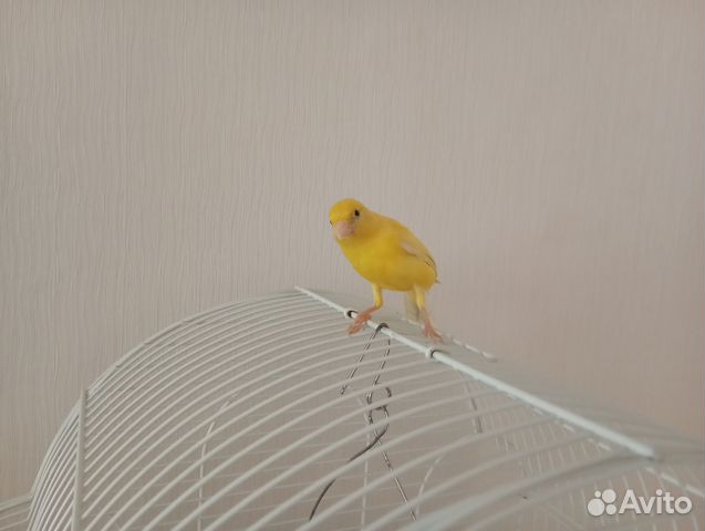 Канарейки