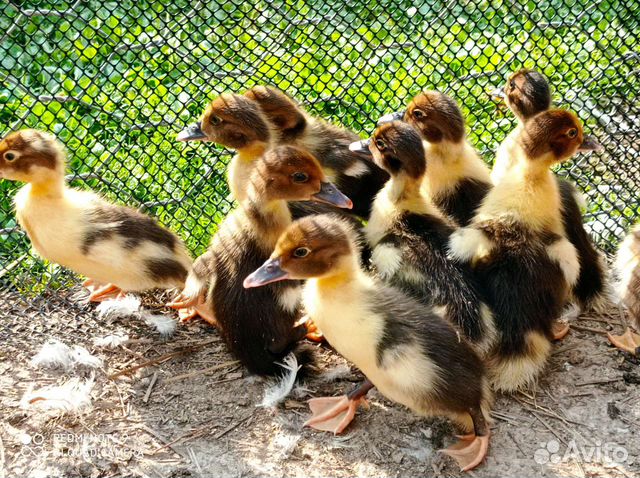 Утята индоутки