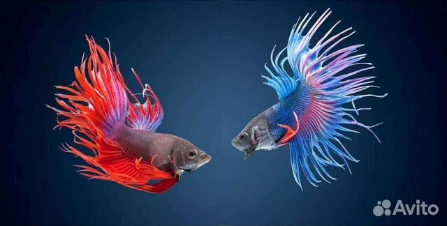 Аквариумные рыбки-петушки и курочки