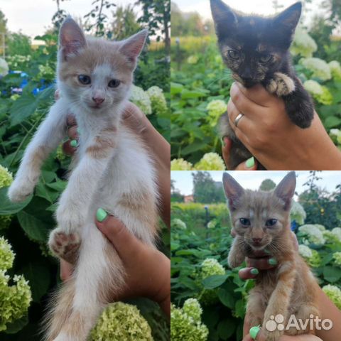 Котята ищут дом