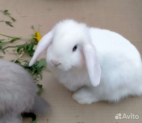 Карликовый баран