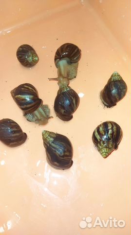 Отдам улиток