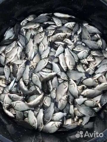 Малёк (сеголетка) карпа