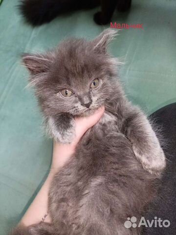 Котенок в добрые руки