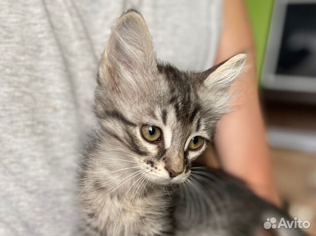 Рыся ушастик