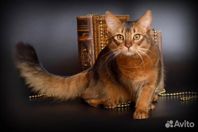 Сомалийская кошка