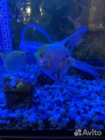 Пара скалярий