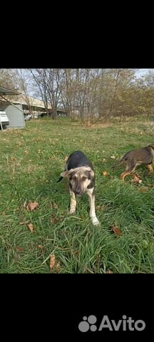 Щенок мальчик 4,5 мес