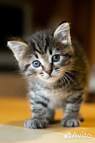 Котенок в добрые руки