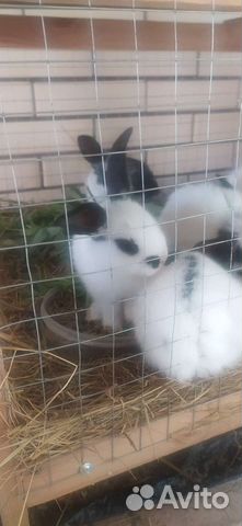 Крольчата мясной породы