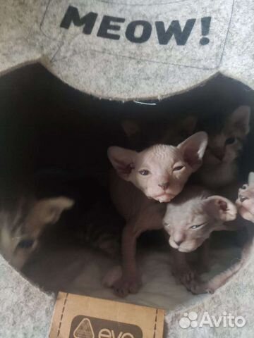 Донской сфинкс котята