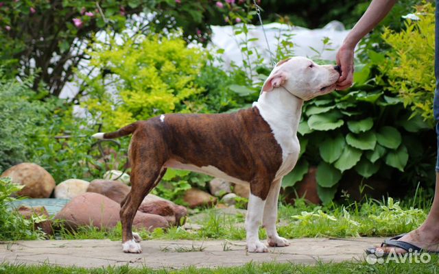 Американский стаффордширский терьер 6 мес (сука)